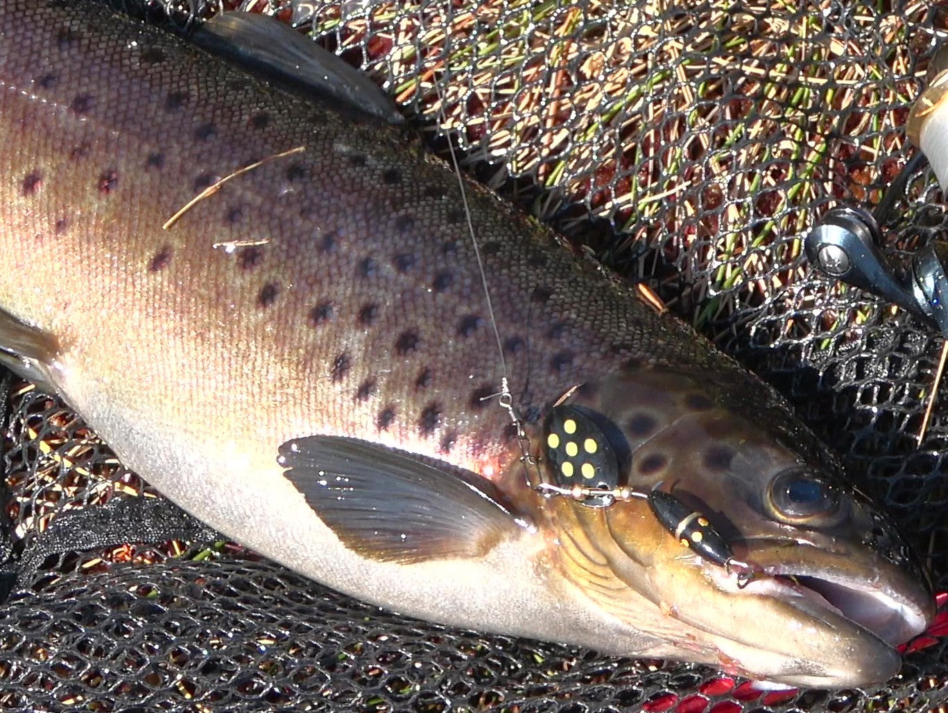 Trigger Bug svart/gull prikker- fishkingnorway